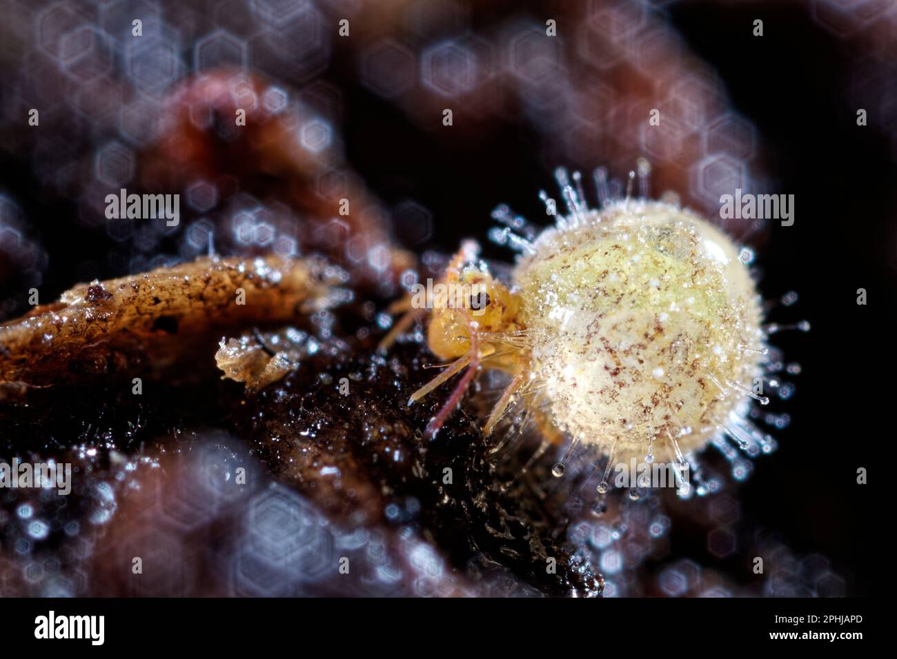 Springtail infected by a virus Stock Photo - Alamy