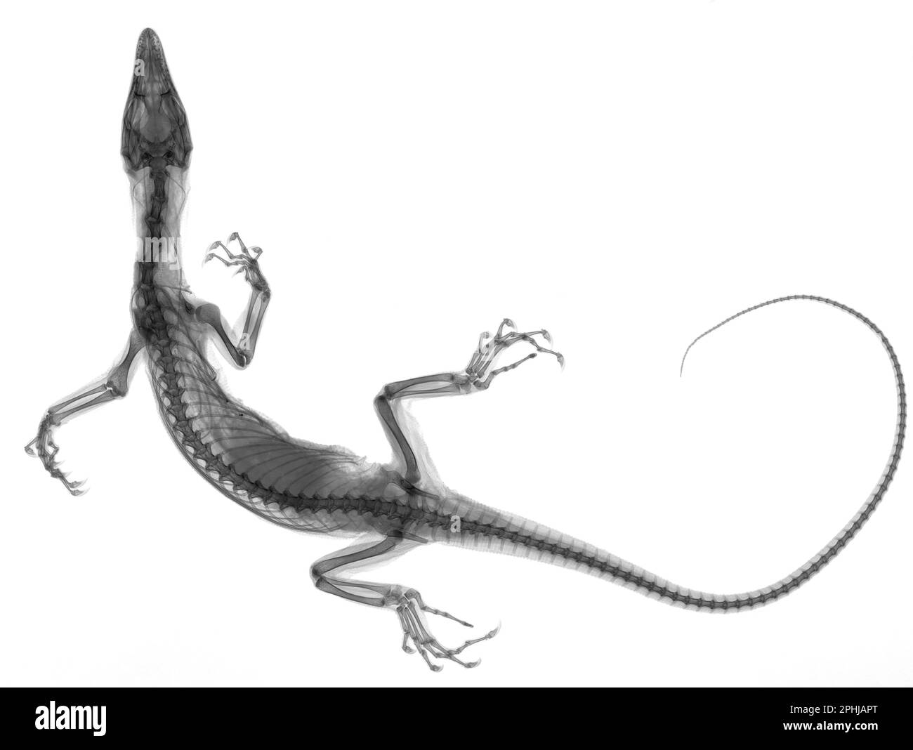 Spiny-tailed monitor, X-ray Stock Photo - Alamy