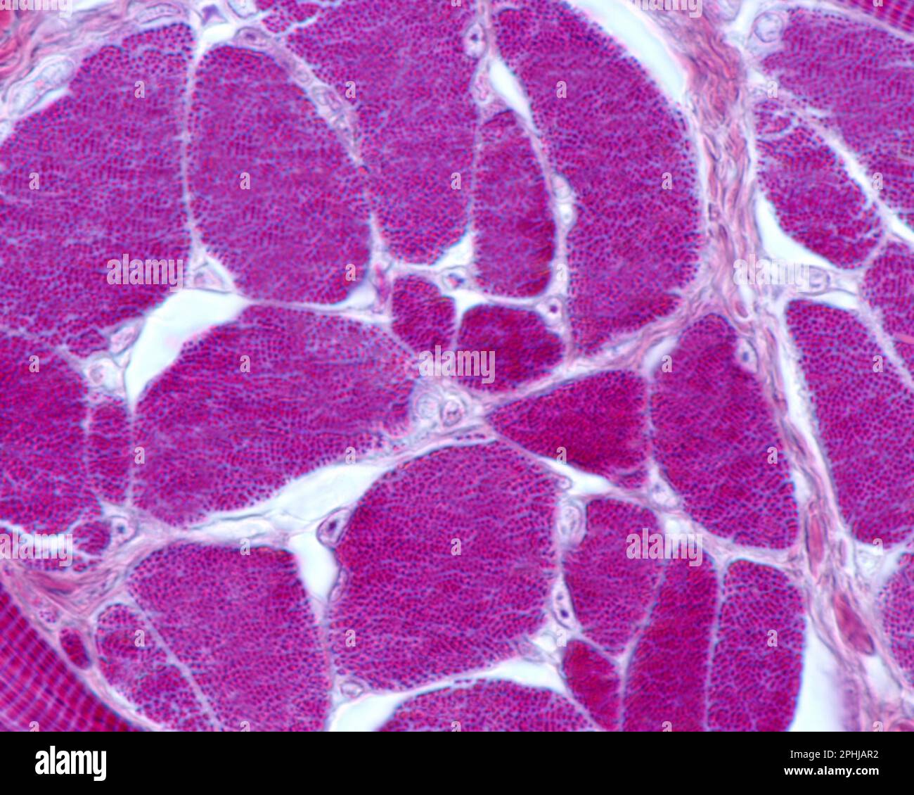 Striated muscle fibre, light micrograph Stock Photo - Alamy