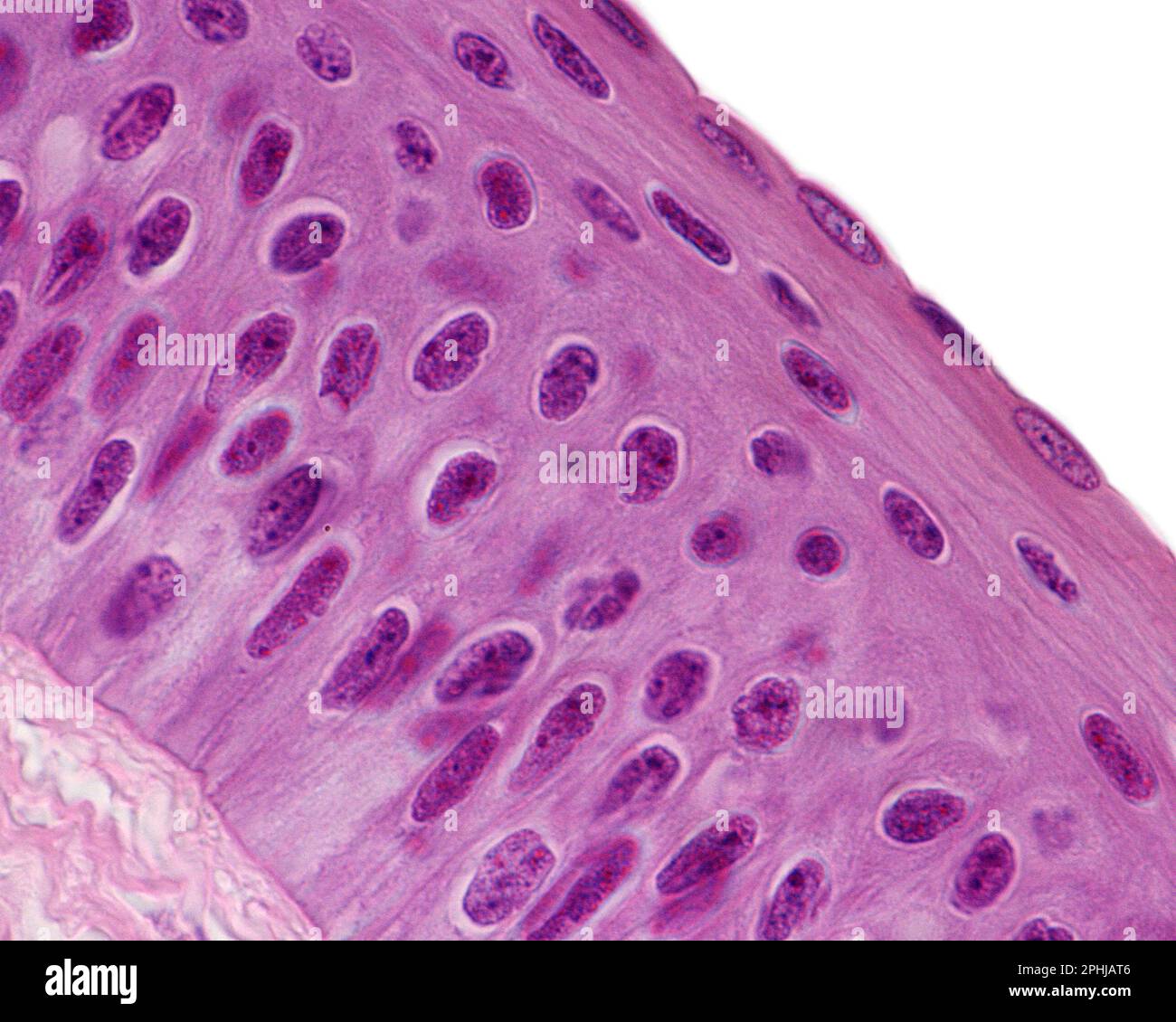 Human cornea, light micrograph Stock Photo - Alamy