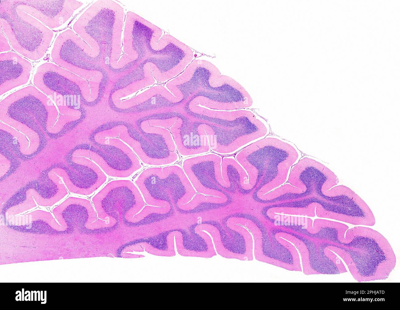Human cerebellum, light micrograph Stock Photo - Alamy