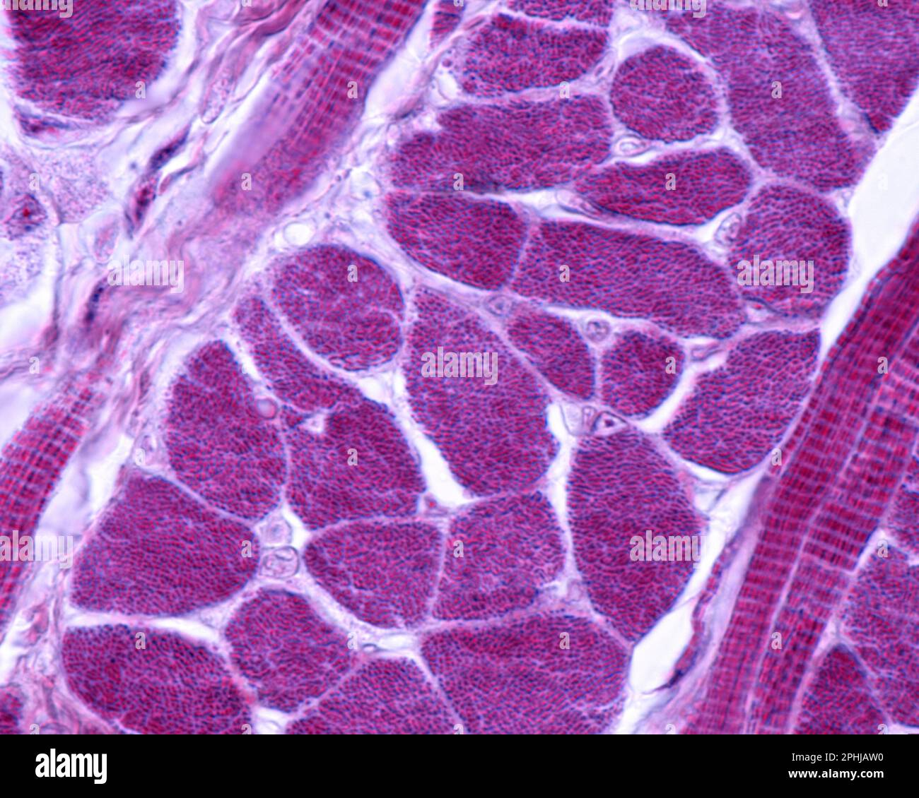 Striated muscle fibre, light micrograph Stock Photo - Alamy