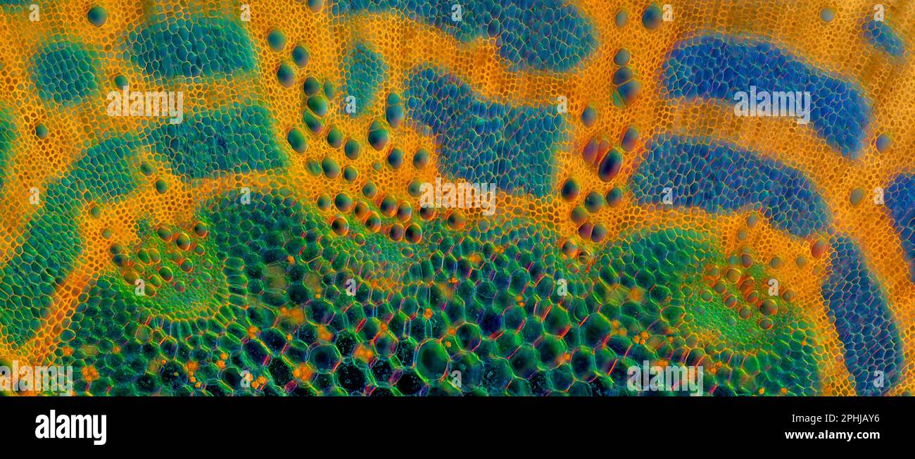 Nettle stalk, light micrograph Stock Photo - Alamy