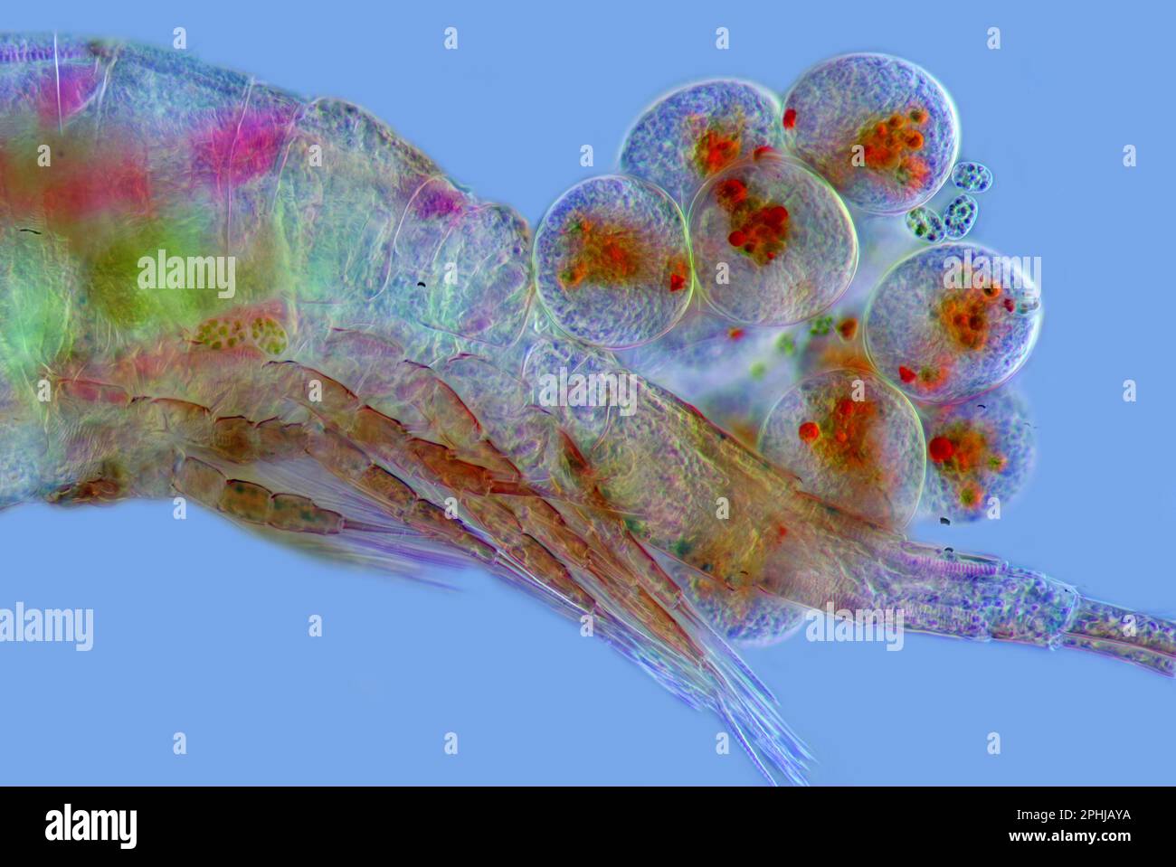 Copepod eggs, light micrograph Stock Photo - Alamy