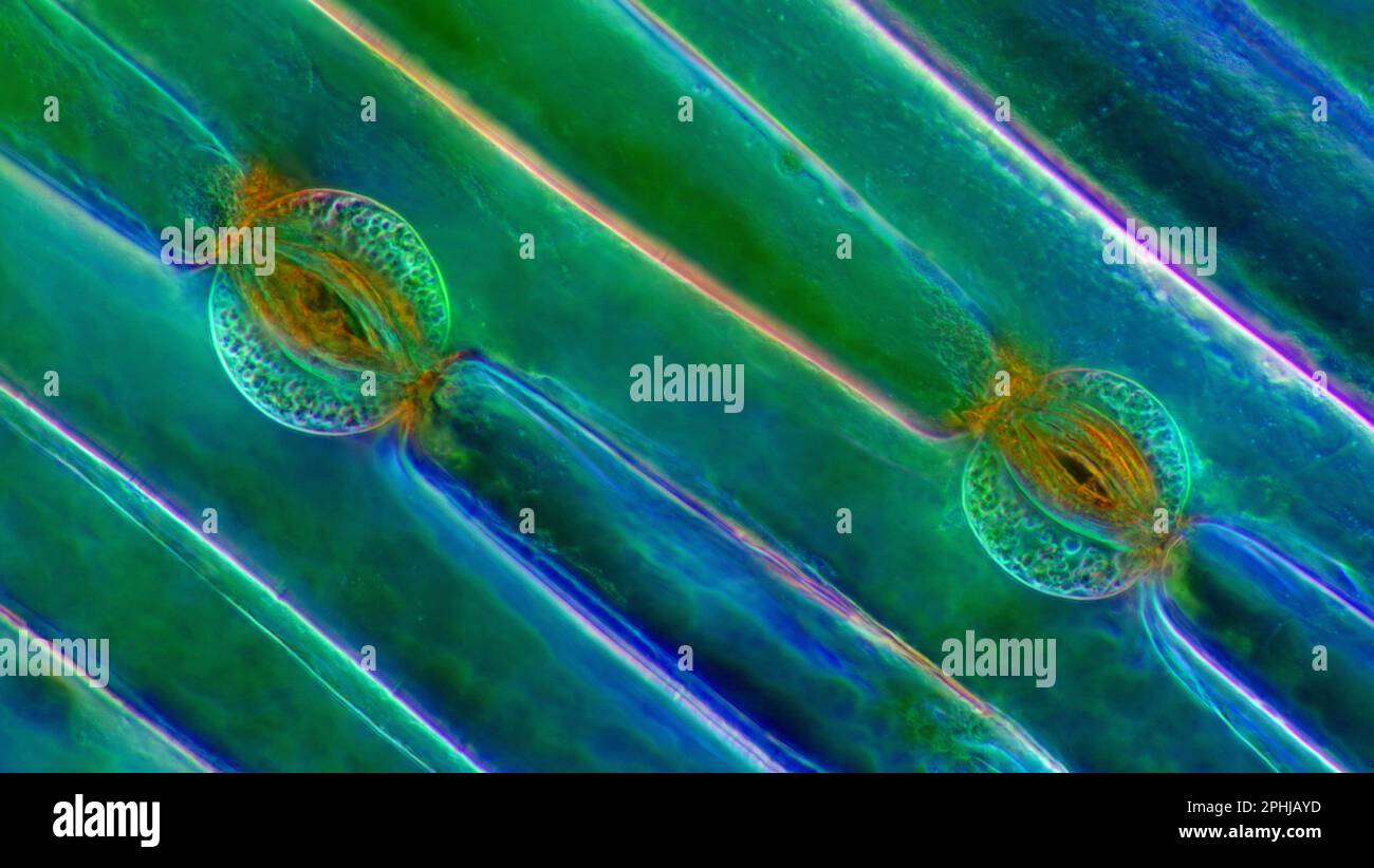 Galtonia stomata, light micrograph Stock Photo - Alamy