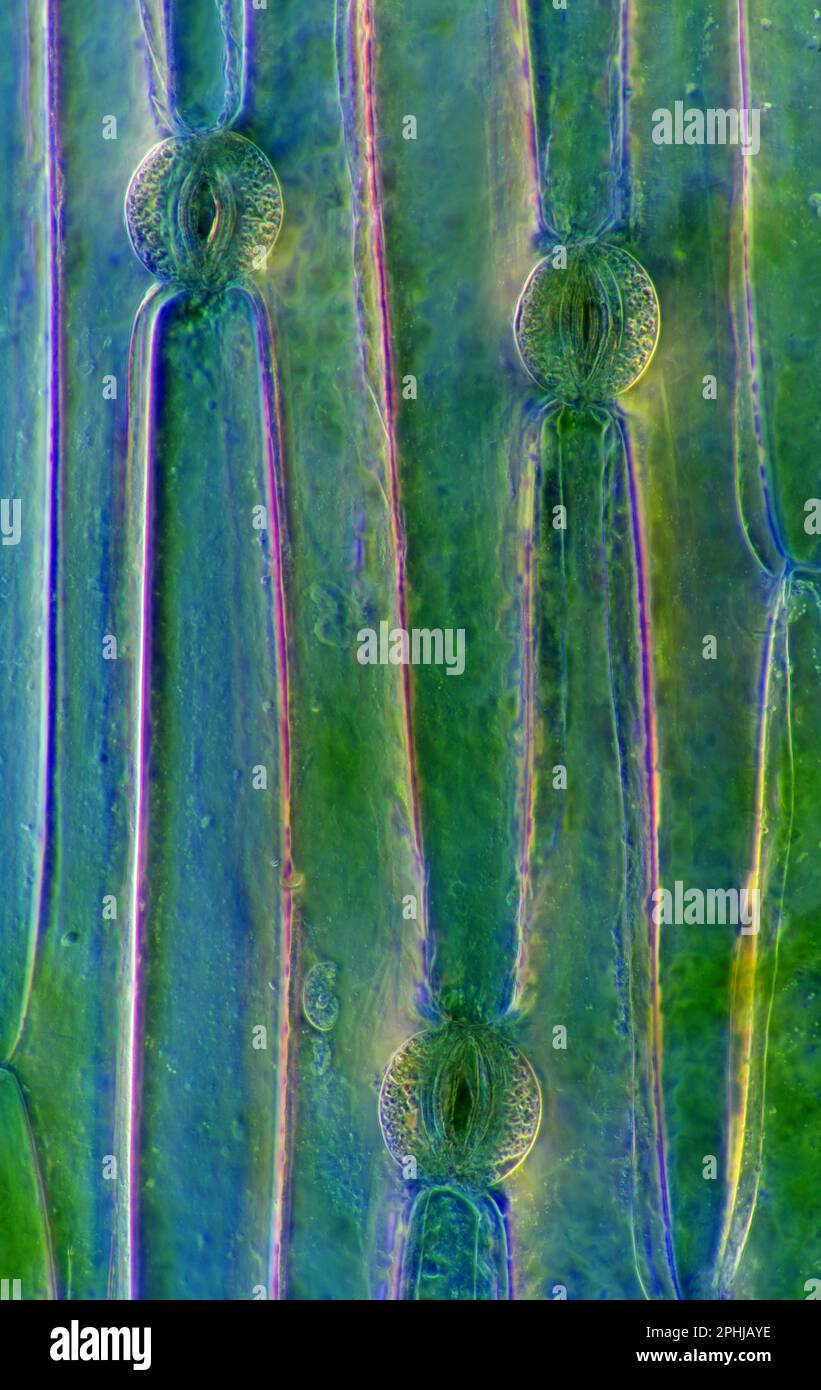 Galtonia stomata, light micrograph Stock Photo - Alamy