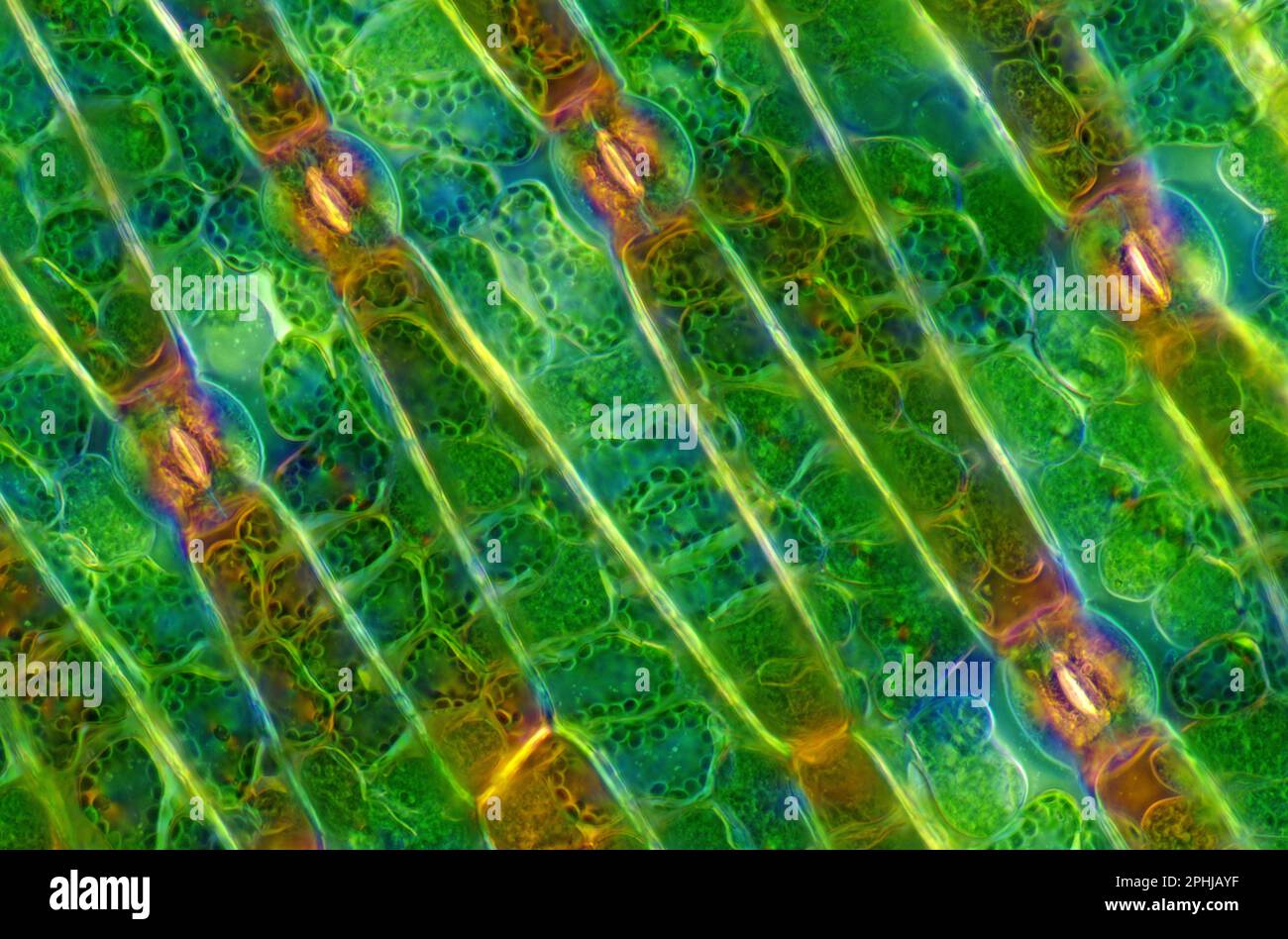 Galtonia stomata, light micrograph Stock Photo - Alamy