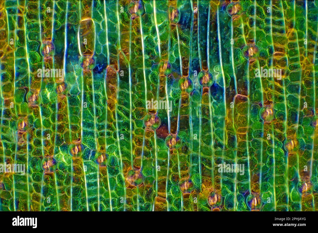 Galtonia stomata, light micrograph Stock Photo - Alamy