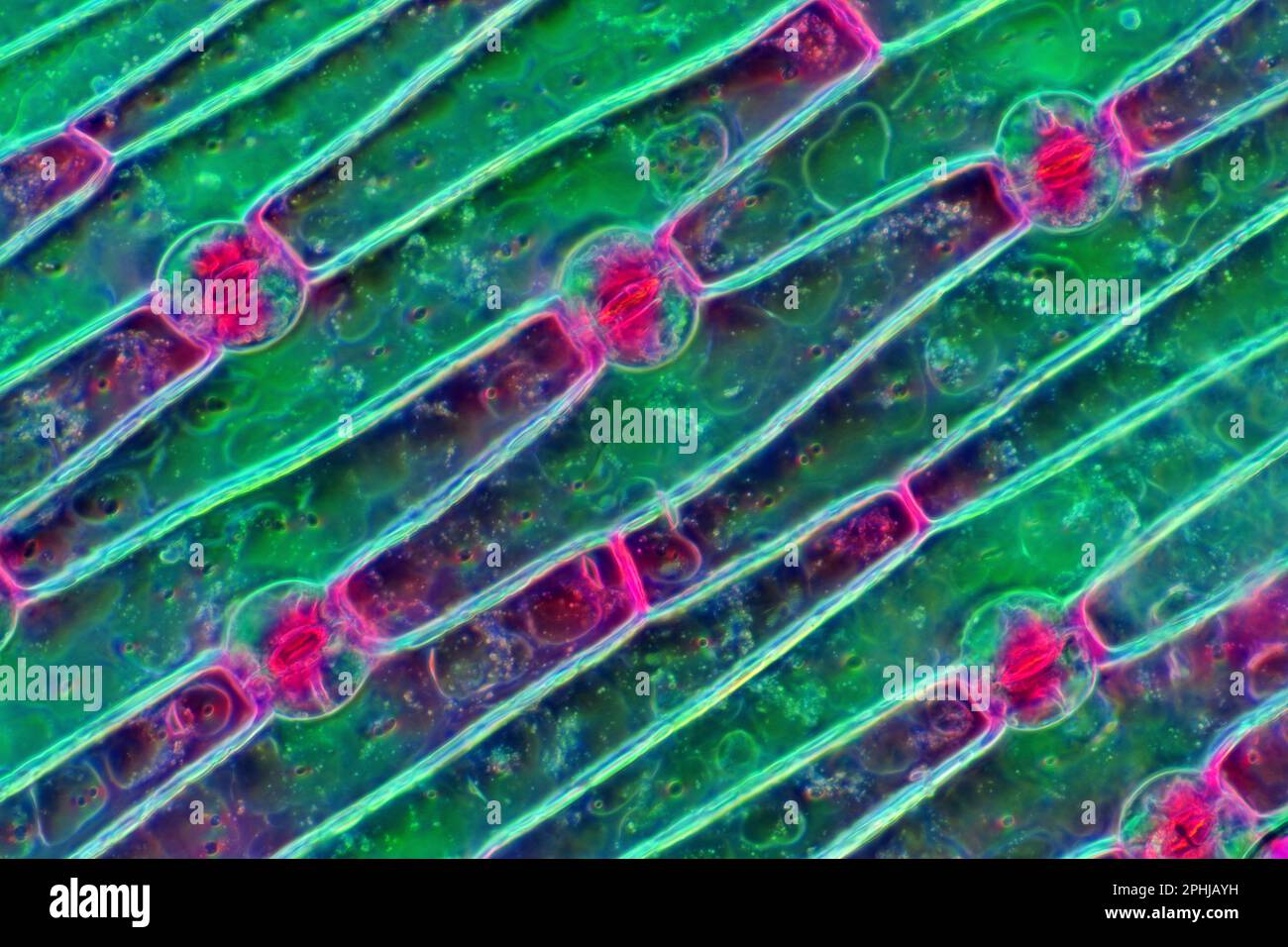 Galtonia stomata, light micrograph Stock Photo - Alamy