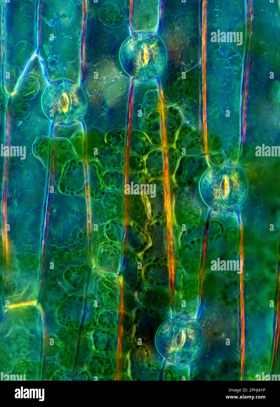 Galtonia stomata, light micrograph Stock Photo - Alamy