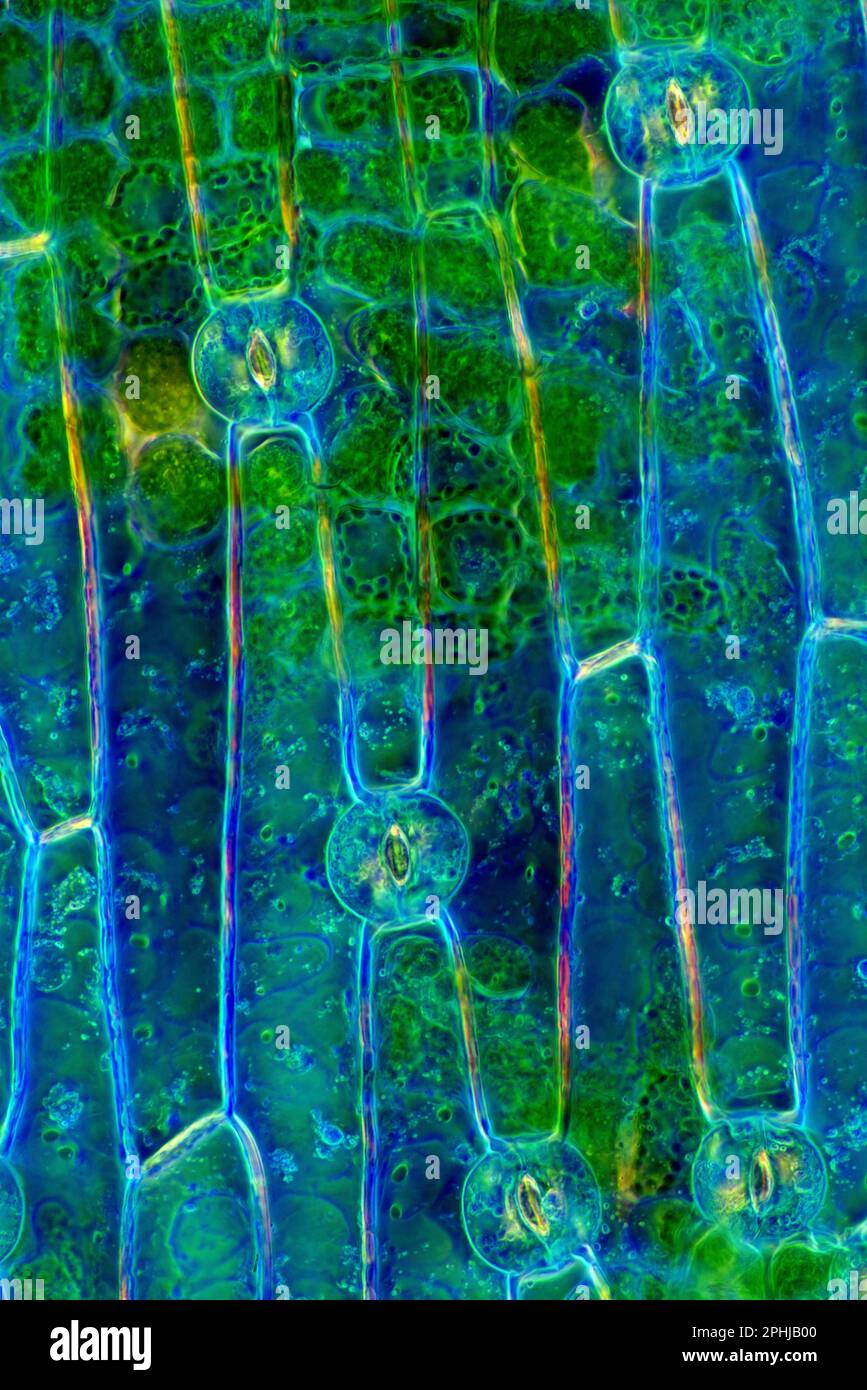 Galtonia stomata, light micrograph Stock Photo - Alamy