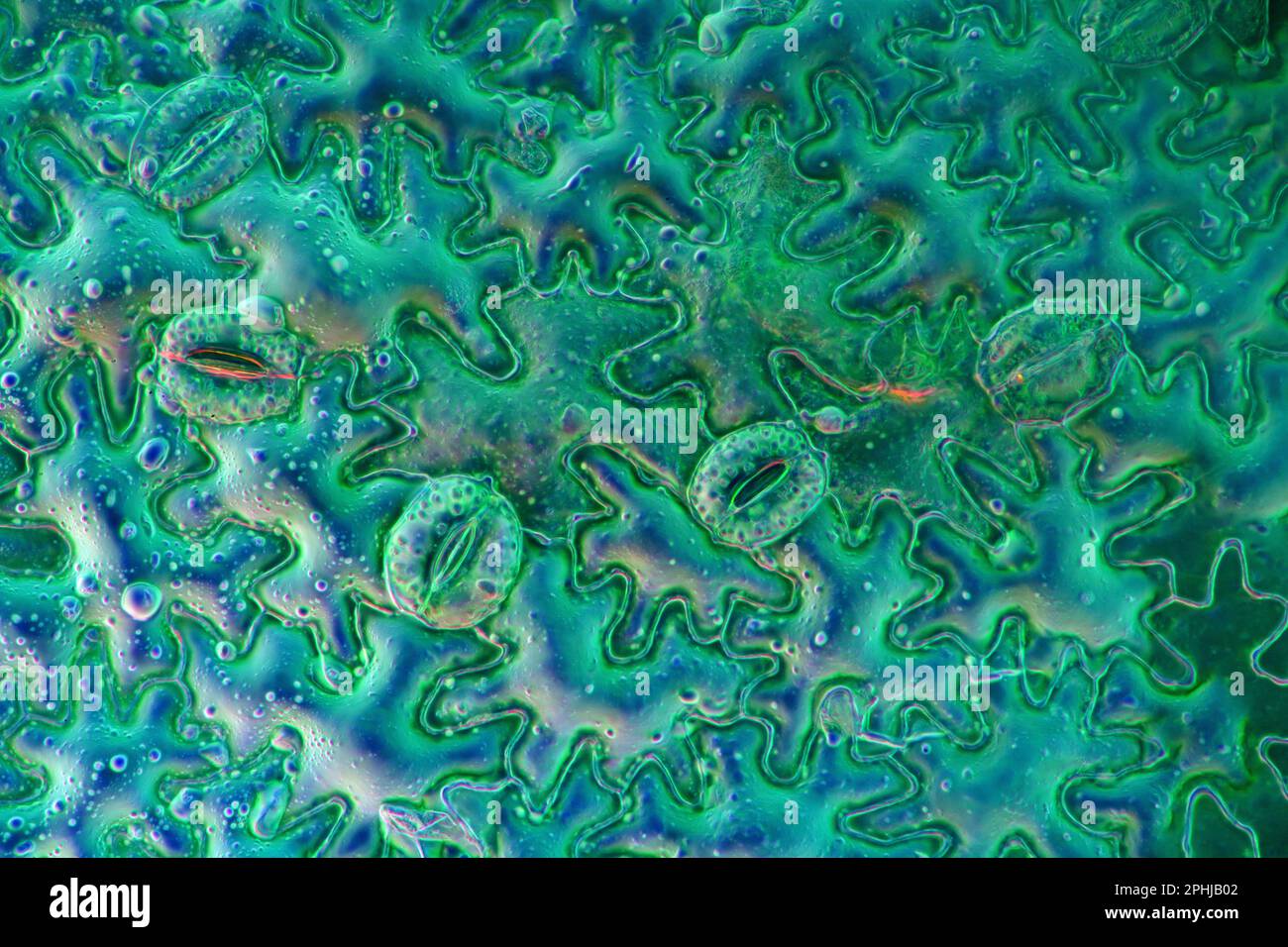 Marsh-marigold stomata, light micrograph Stock Photo - Alamy