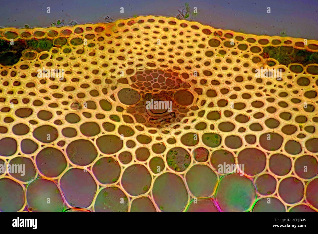 Grass stalk, light micrograph Stock Photo - Alamy
