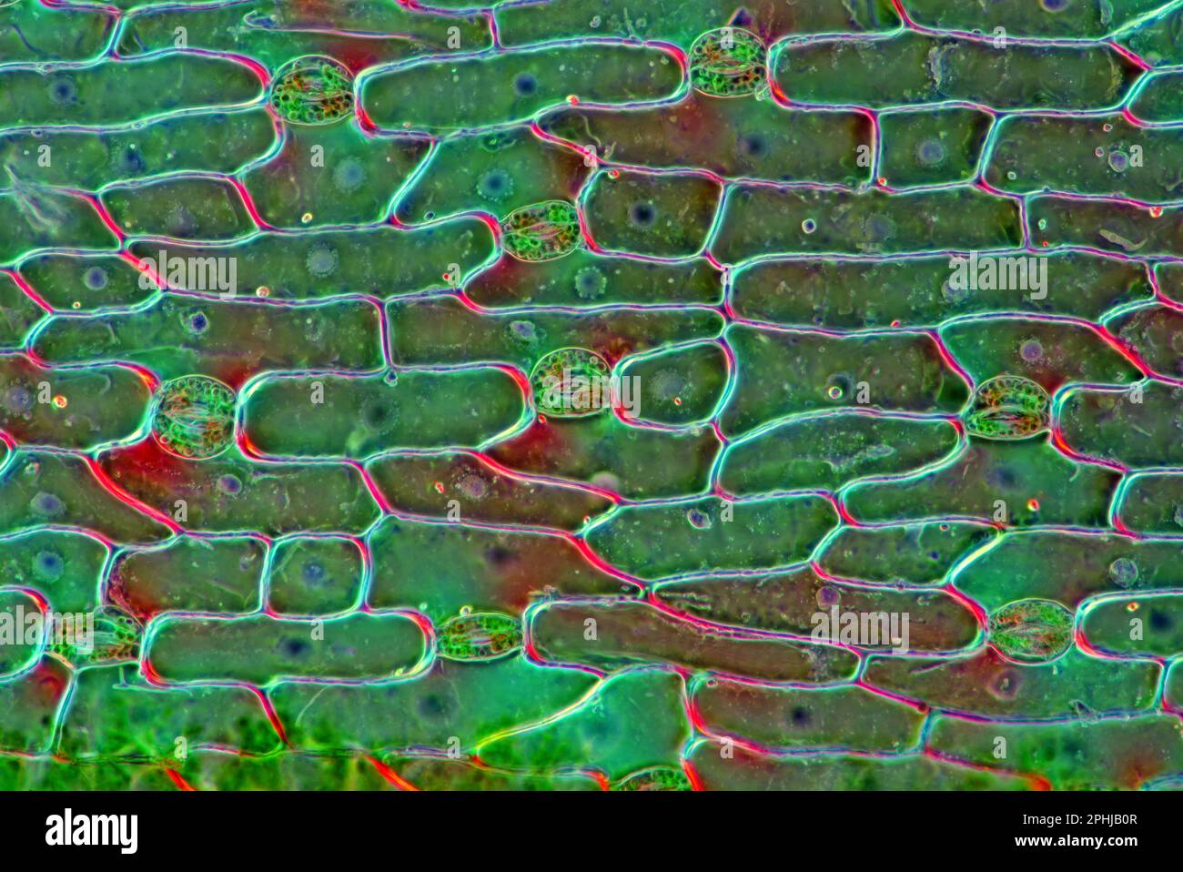 Lily of the valley stomata, light micrograph Stock Photo - Alamy