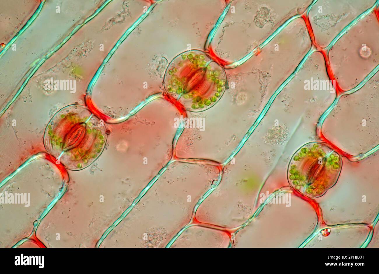 Lily of the valley stomata, light micrograph Stock Photo - Alamy