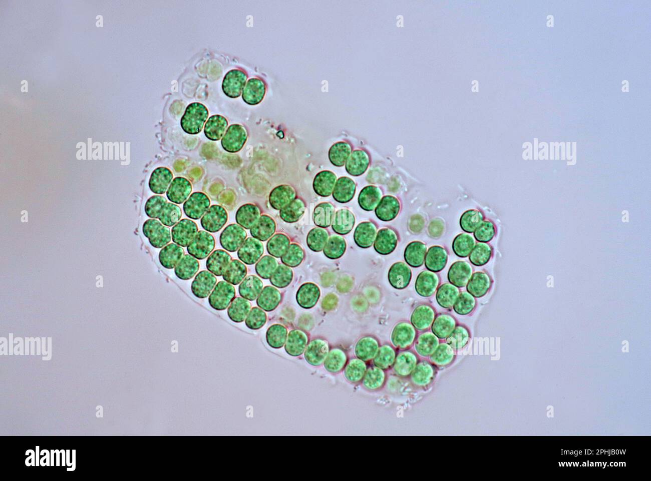 Cyanobacteria, light micrograph Stock Photo - Alamy