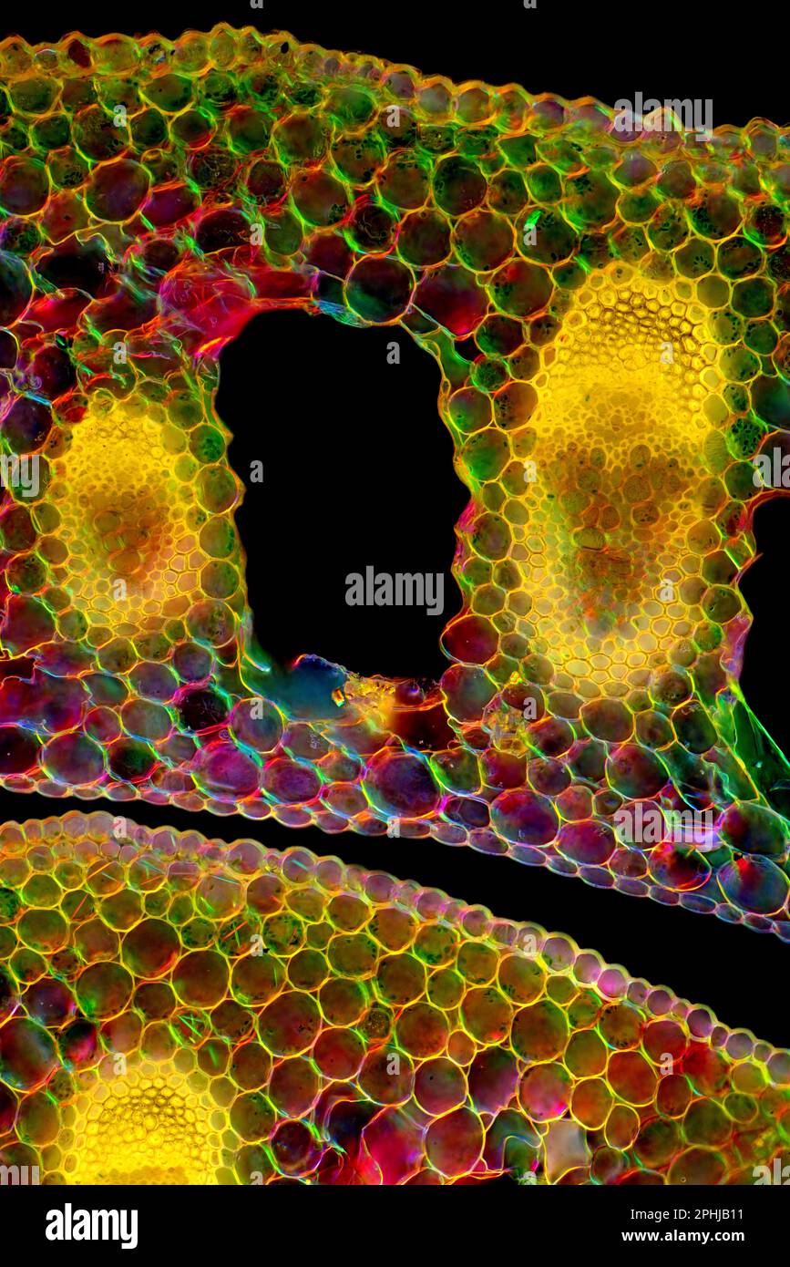 Lily of the valley leaf and stalk, light micrograph Stock Photo - Alamy