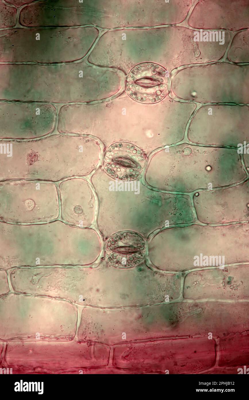 Lily of the valley stomata, light micrograph Stock Photo - Alamy
