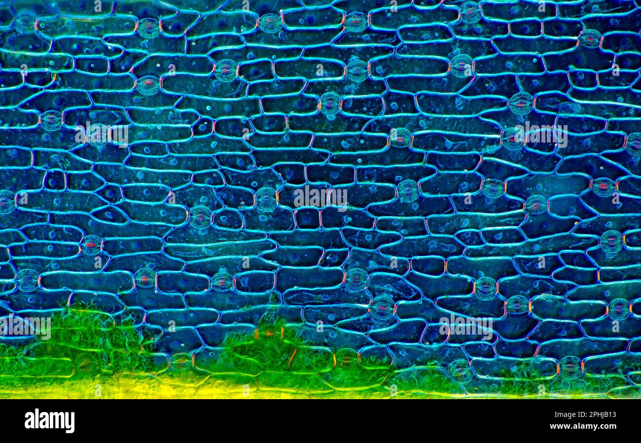 Lily of the valley stomata, light micrograph Stock Photo - Alamy