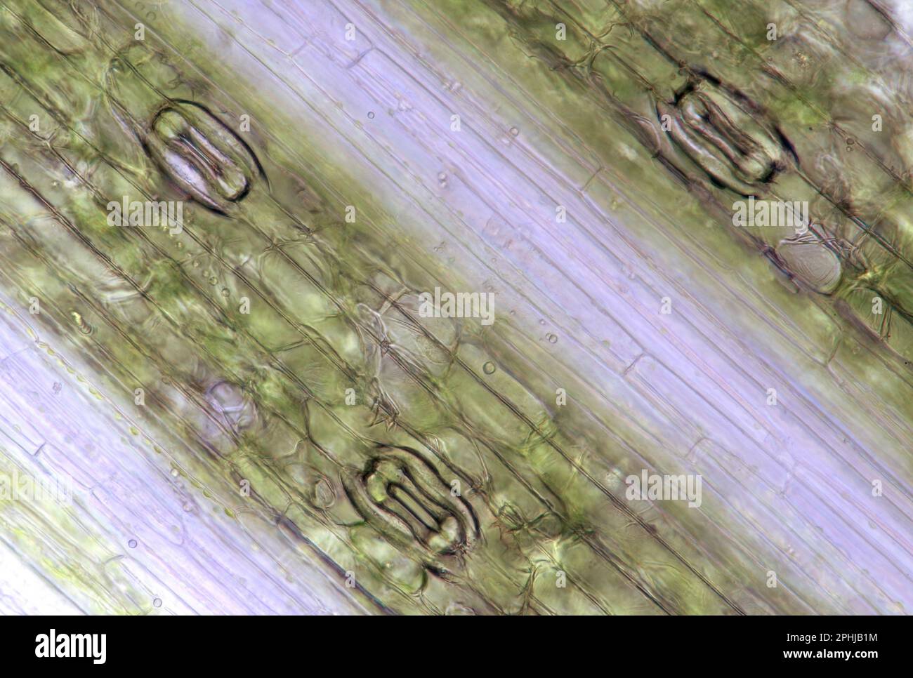 Oat stomata, light micrograph Stock Photo - Alamy