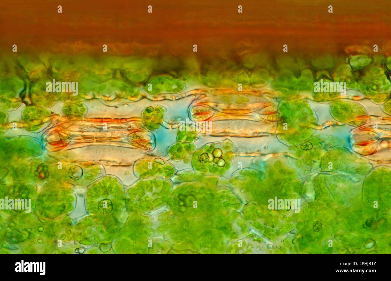 Oat stomata, light micrograph Stock Photo - Alamy