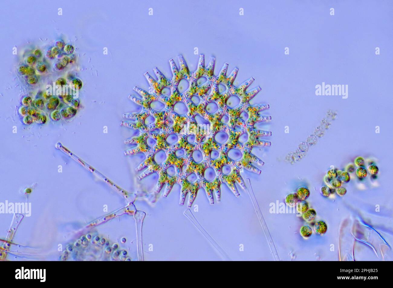 Pediastrum green algae, light micrograph Stock Photo - Alamy