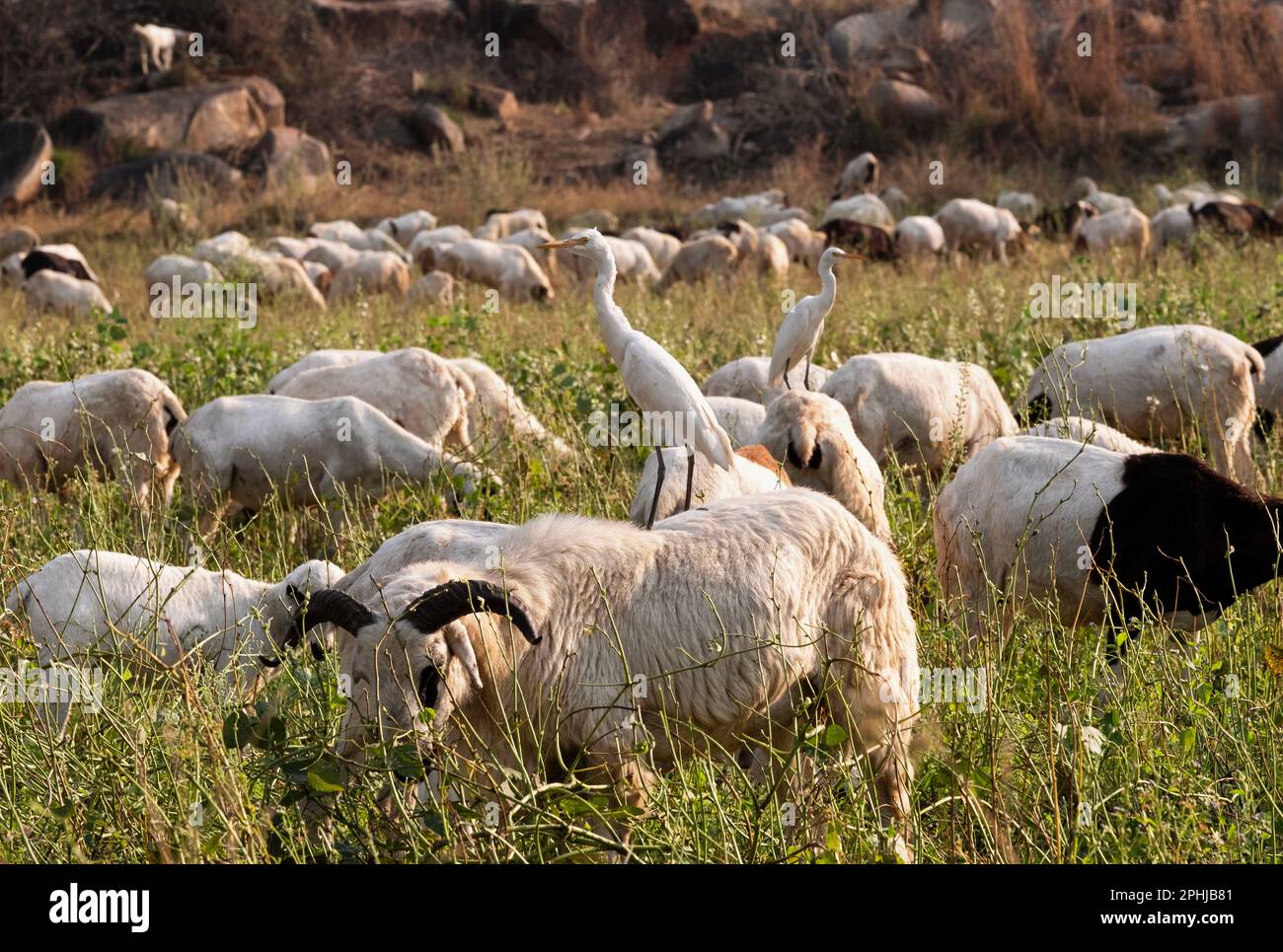 Bird resting on back of sheep hi-res stock photography and images - Alamy