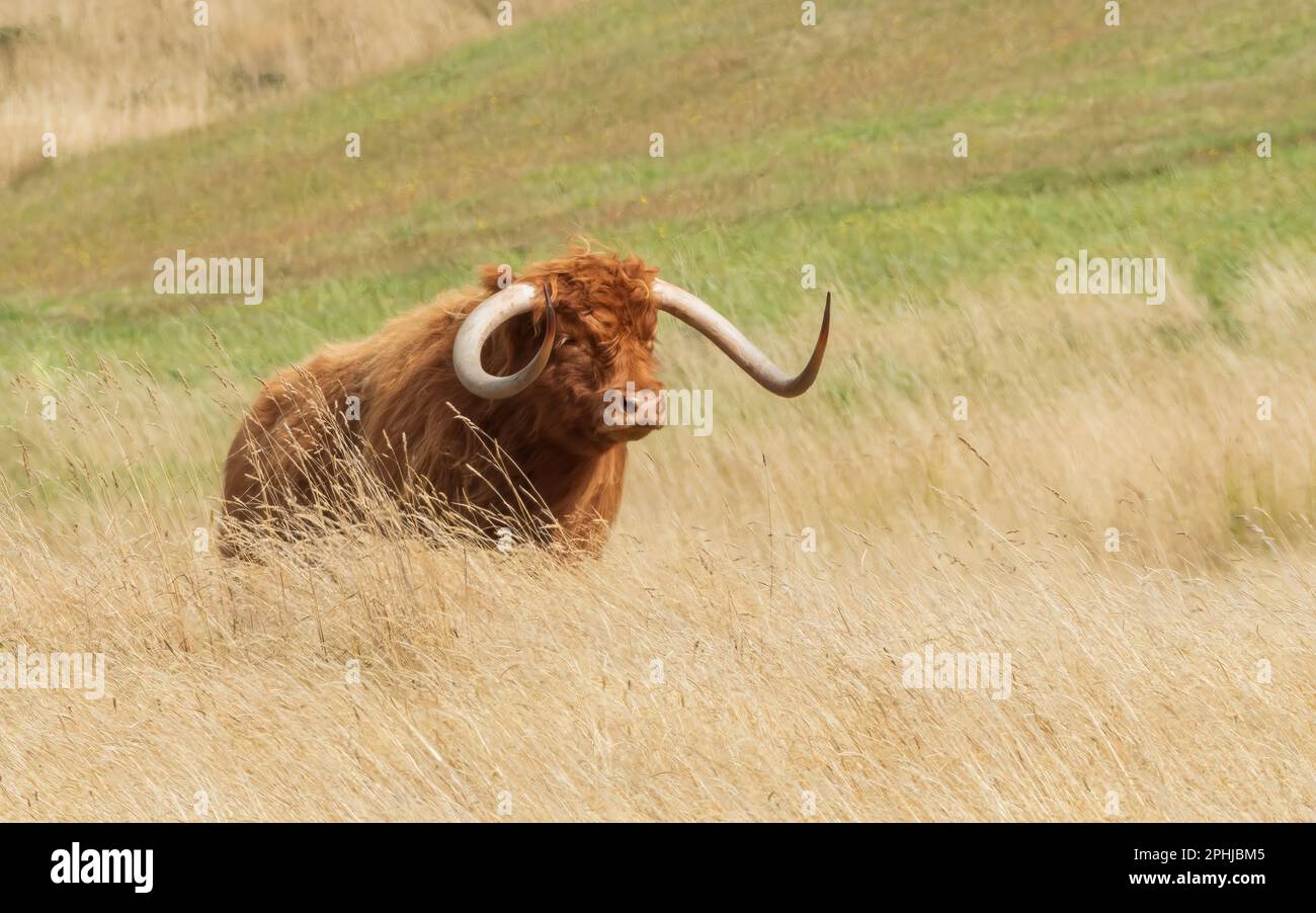 Highland cow roaming in long grass in the Central Highlands in Tasmania ...