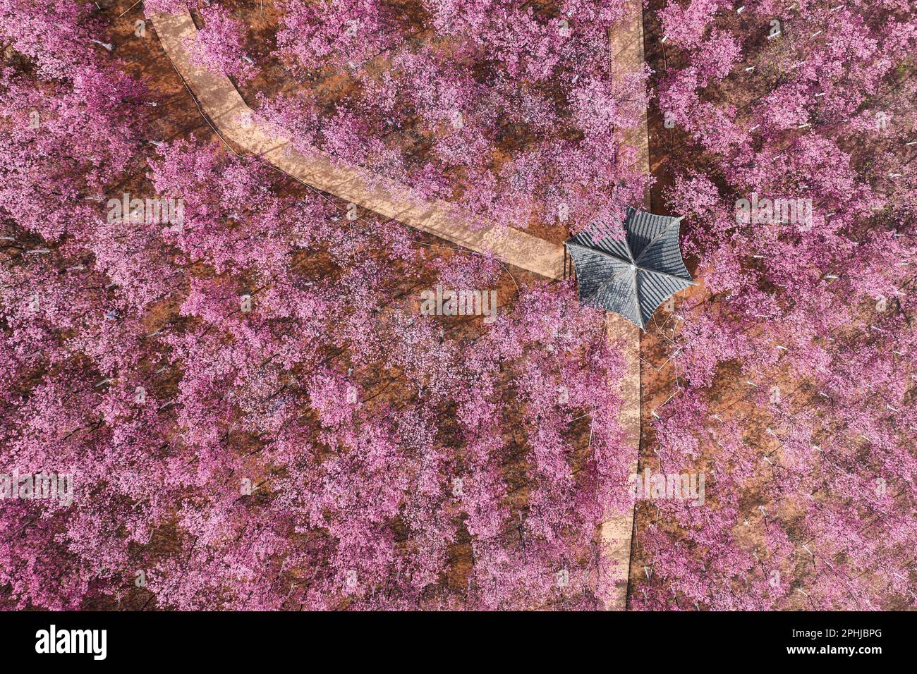 Cherry blossom trees japan aerial hi-res stock photography and images ...