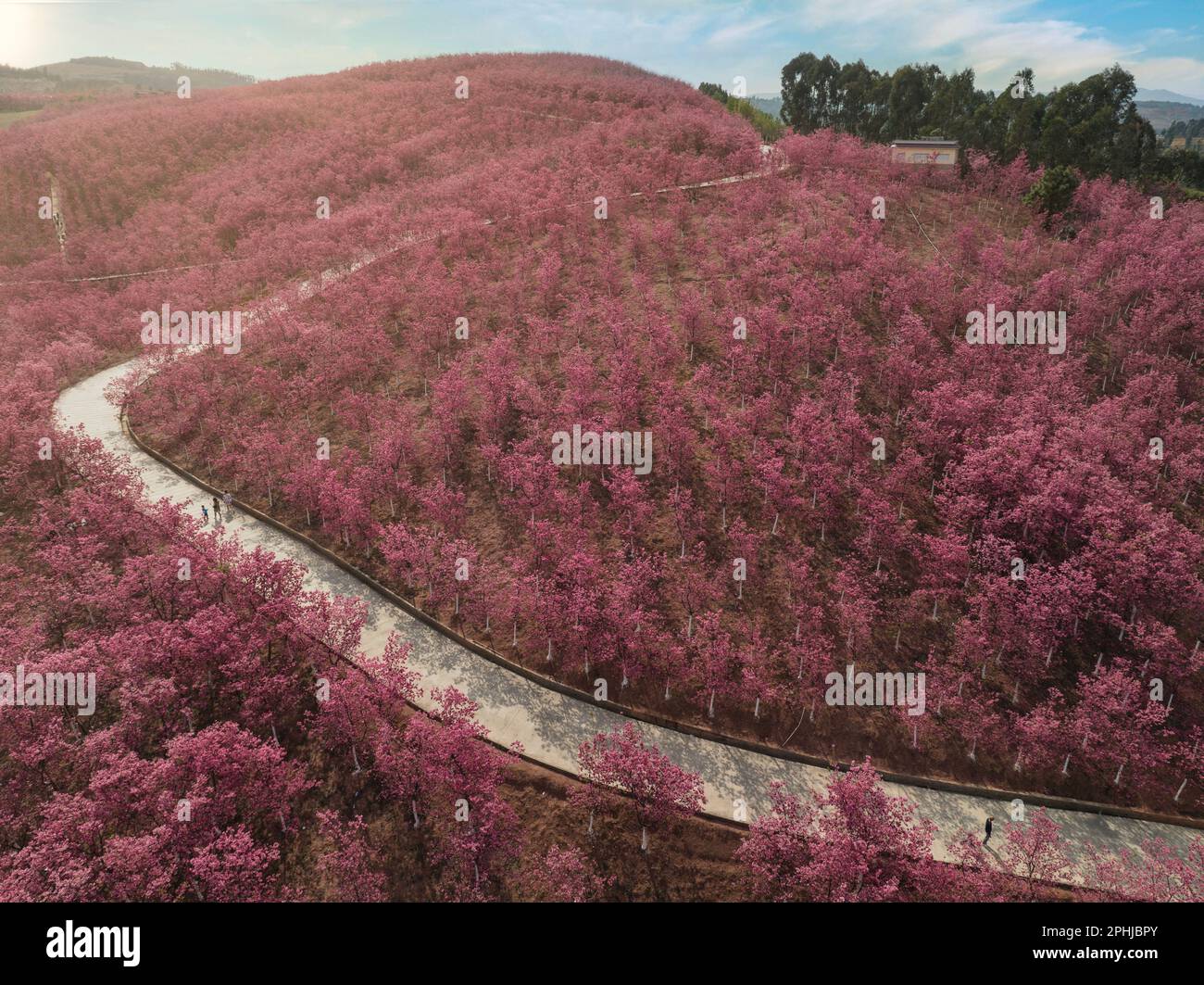 Aerial view of cherry blossom Stock Photo - Alamy