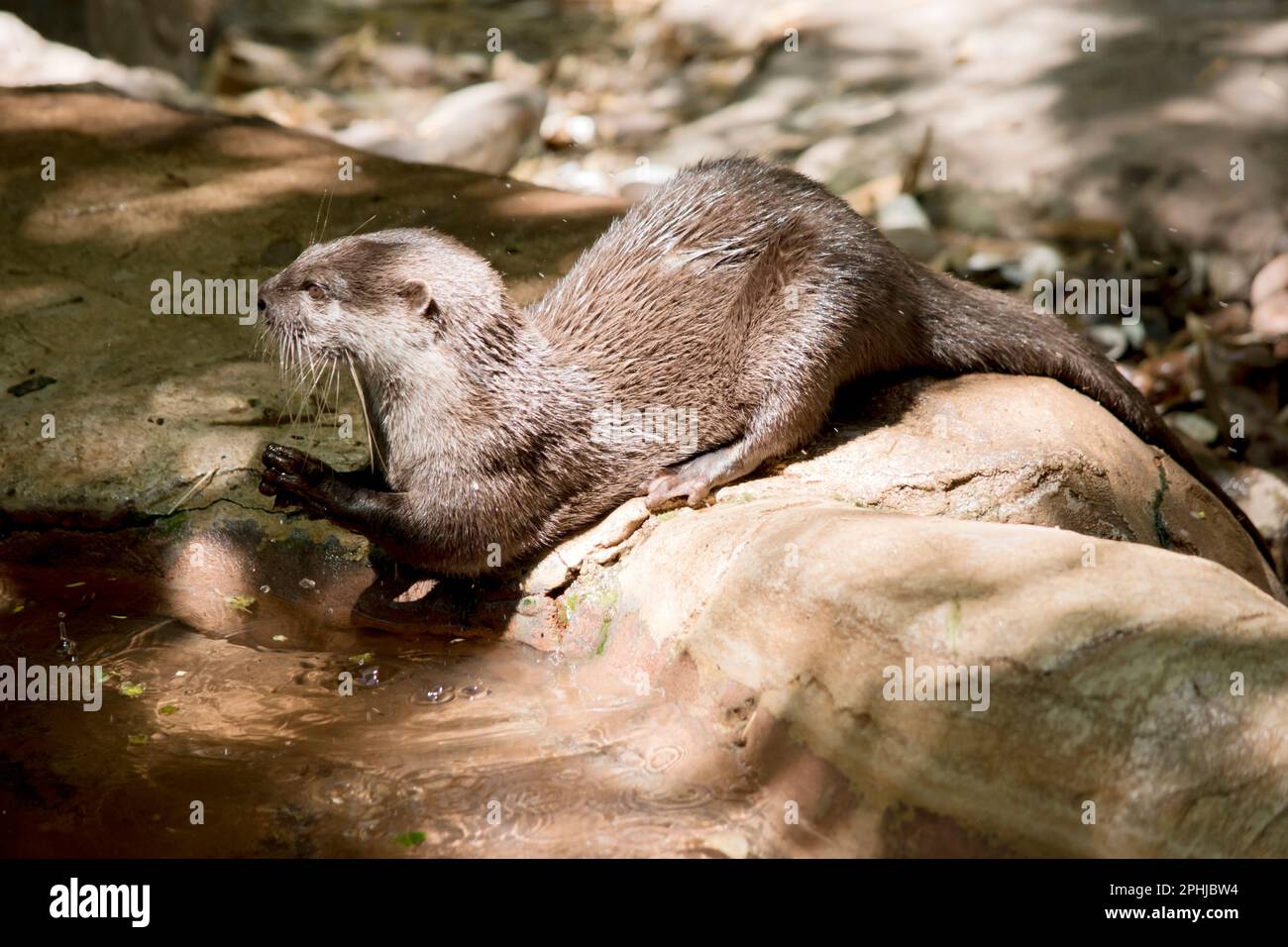 These otters have dark brown fur above and lighter fur below, often ...