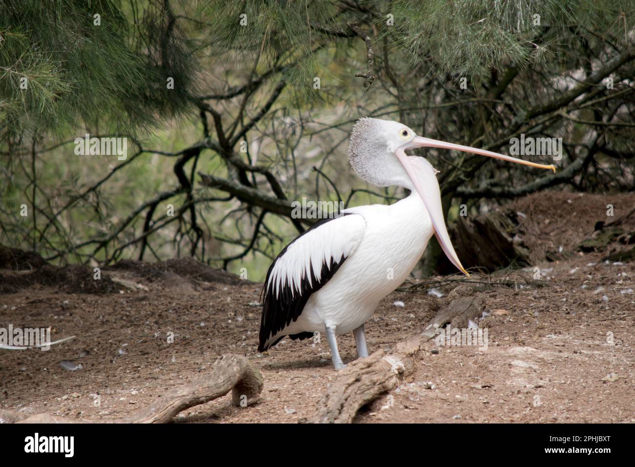 Australian pelicans are one of the largest flying birds. They have a ...