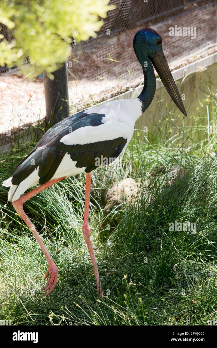 this is a male black necked stork as it has a brown eye Stock Photo - Alamy