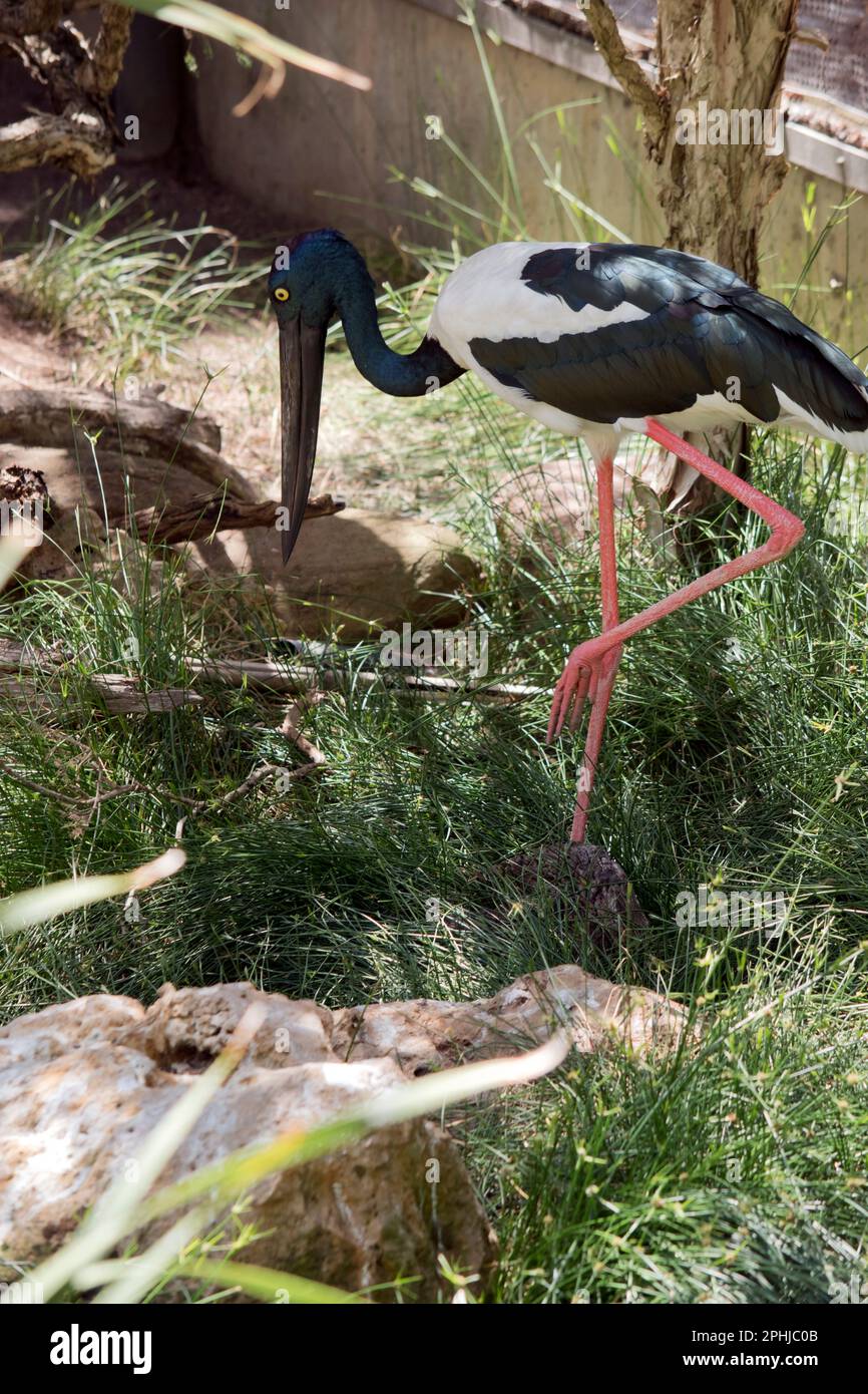 this is a female black necked stork as it has a yellow eye Stock Photo ...