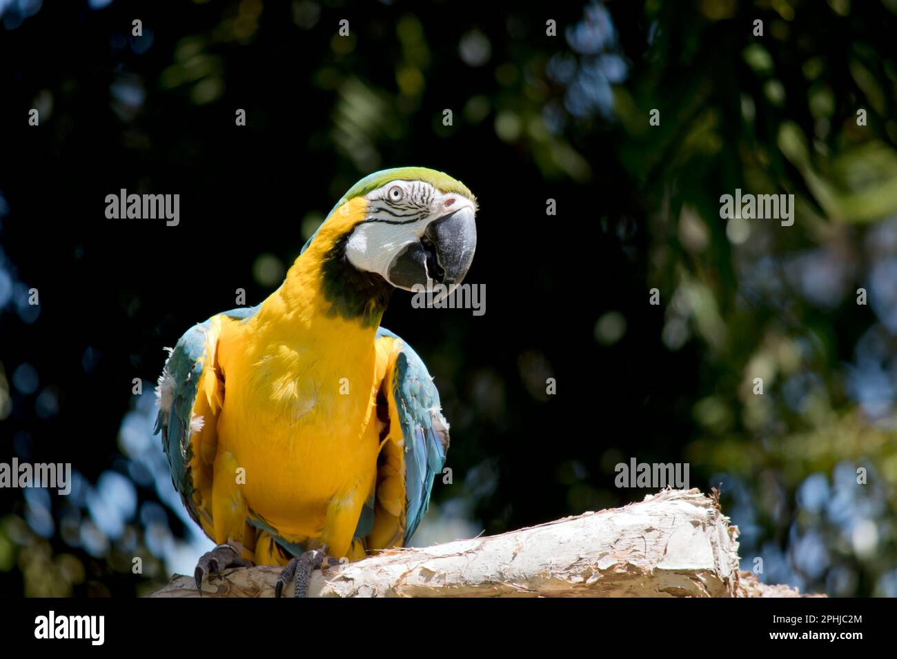 the blue and gold back and upper tail feathers are brilliant blue; the ...