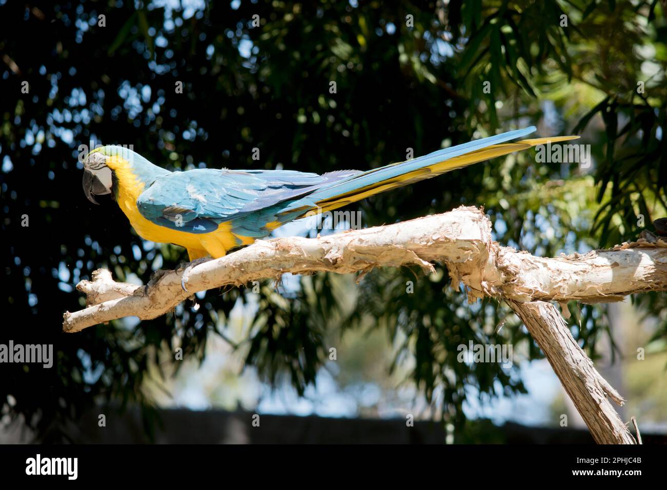 the blue and gold back and upper tail feathers are brilliant blue; the ...