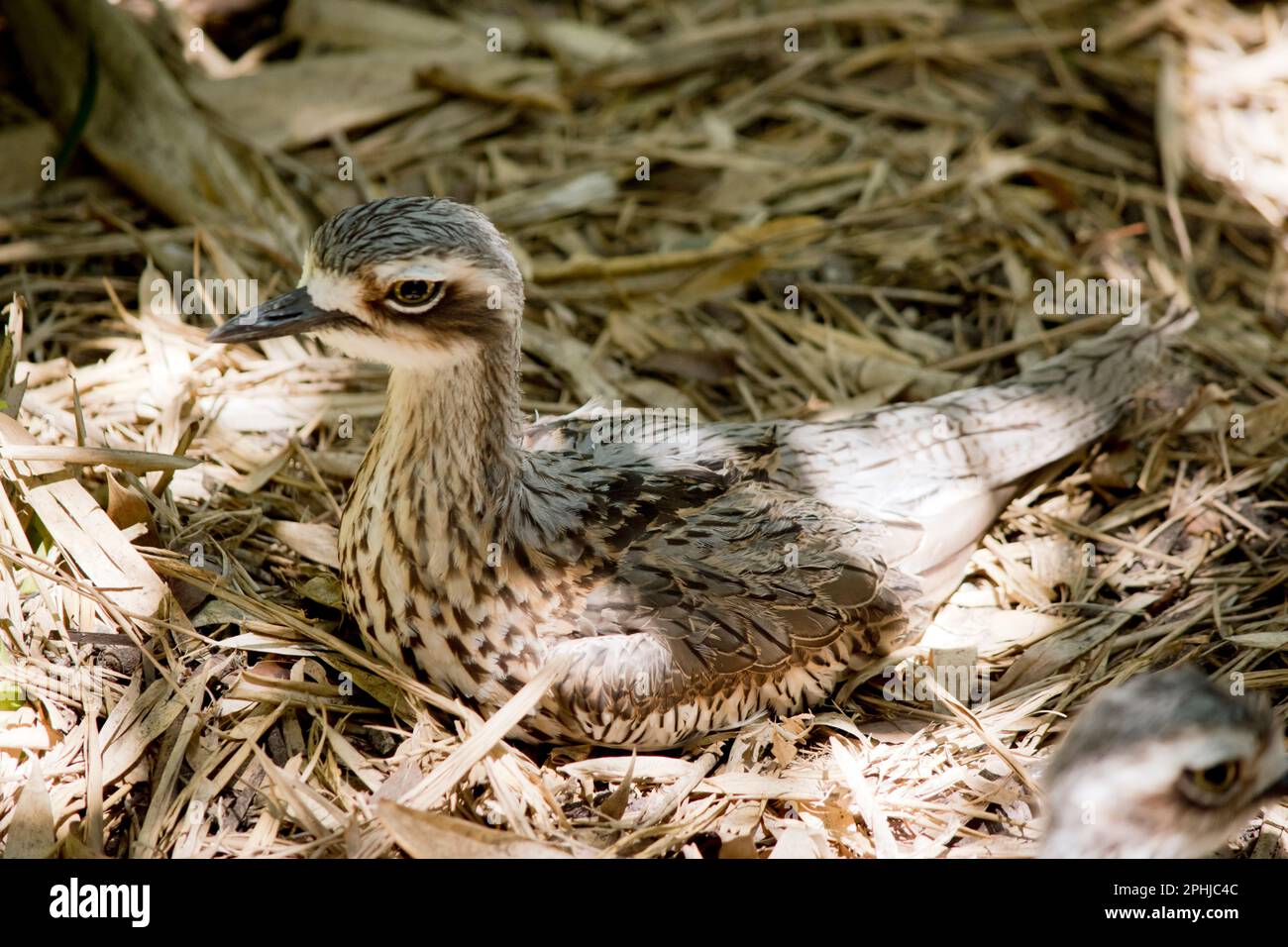 Long legs hi-res stock photography and images - Alamy