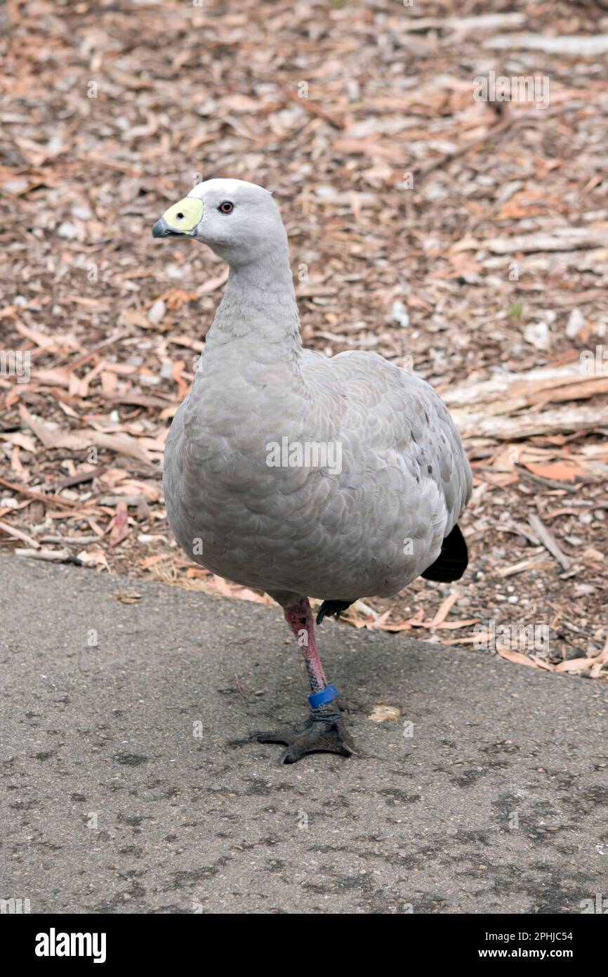 The Cape Barren Goose is a very large, pale grey goose with a ...