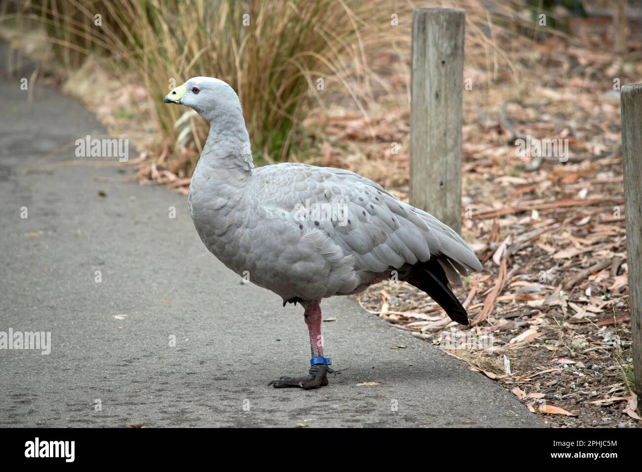 The Cape Barren Goose is a very large, pale grey goose with a ...