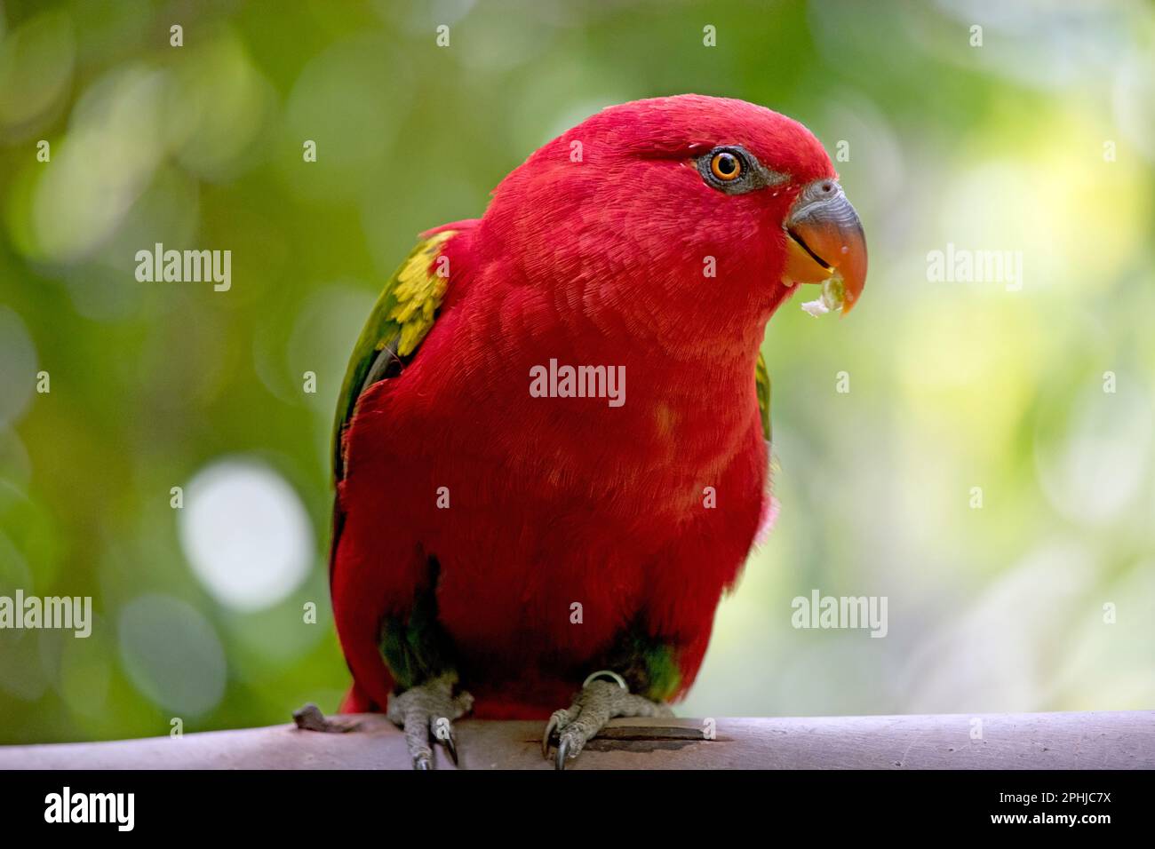 Beauty chattering lory hi-res stock photography and images - Alamy