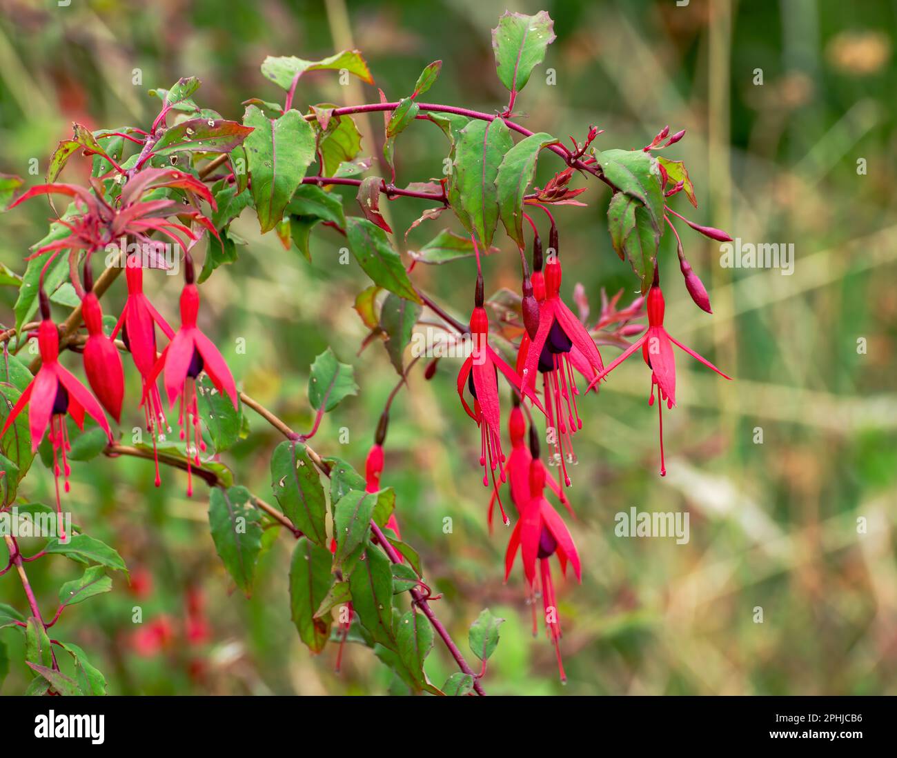 Pink fuchsia in flower for abstract texture design Stock Photo - Alamy
