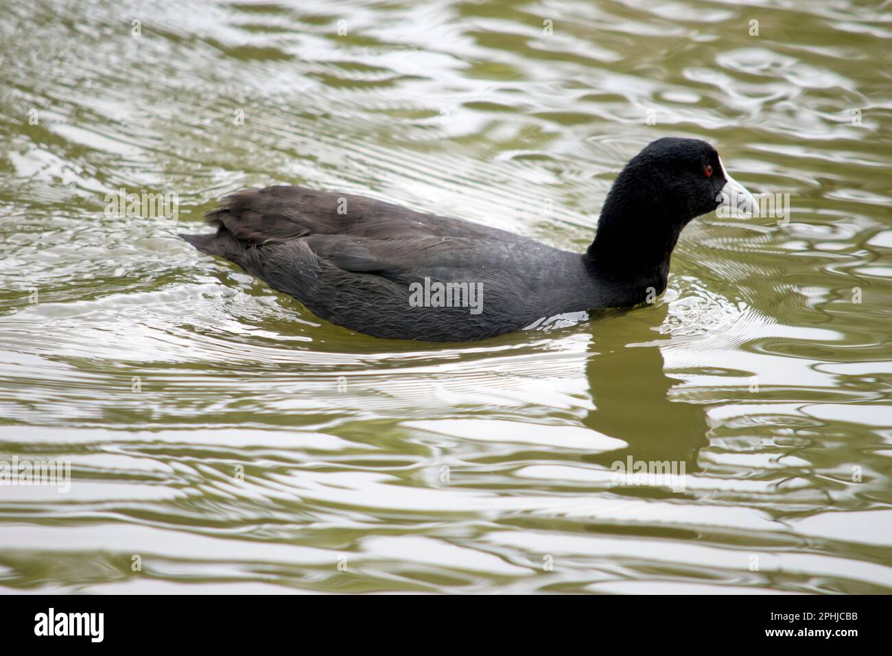 The Eurasian coot is a black sea bird with a white frontal shield Stock ...