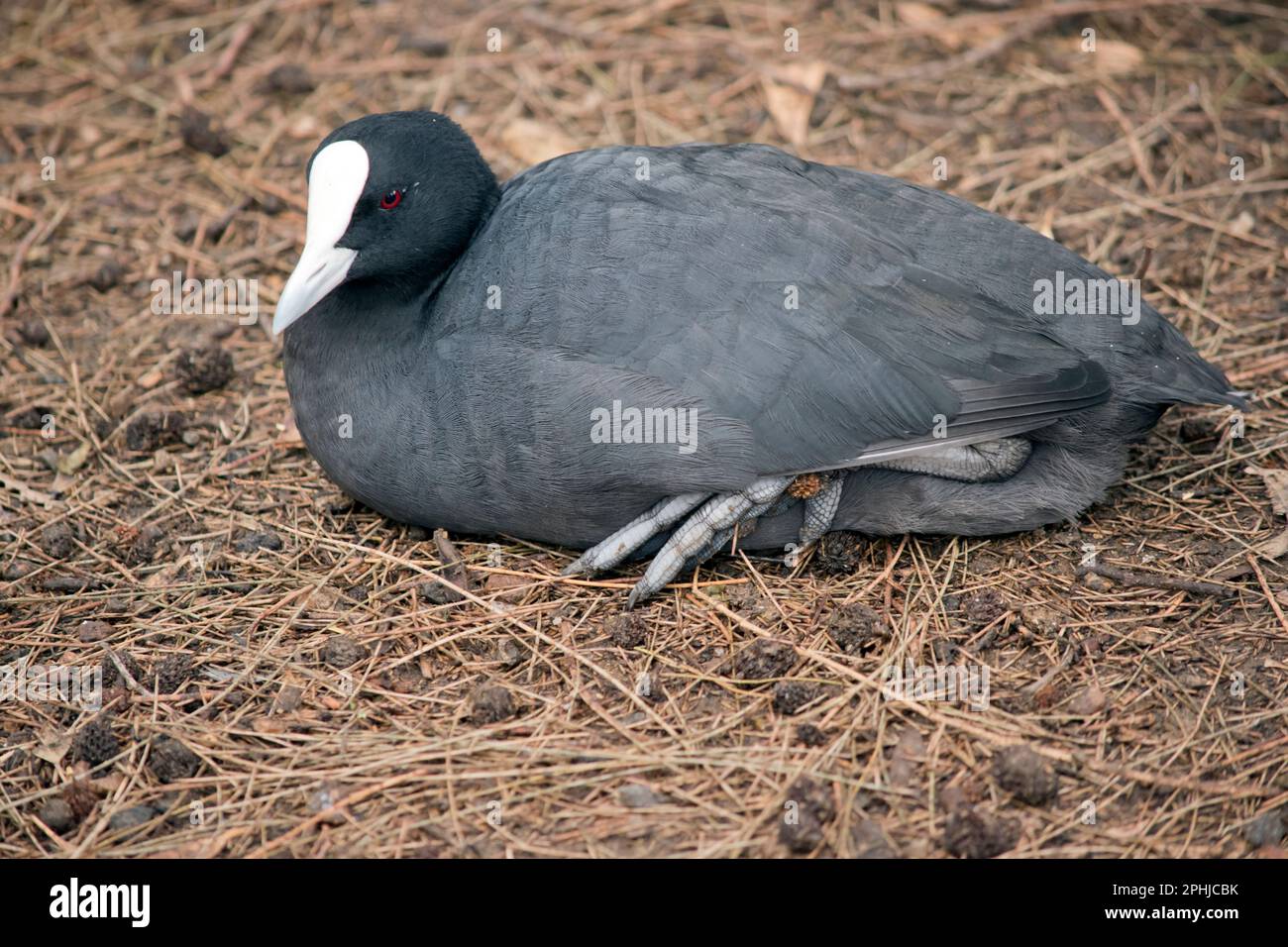 The Eurasian coot is a black sea bird with a white frontal shield Stock ...