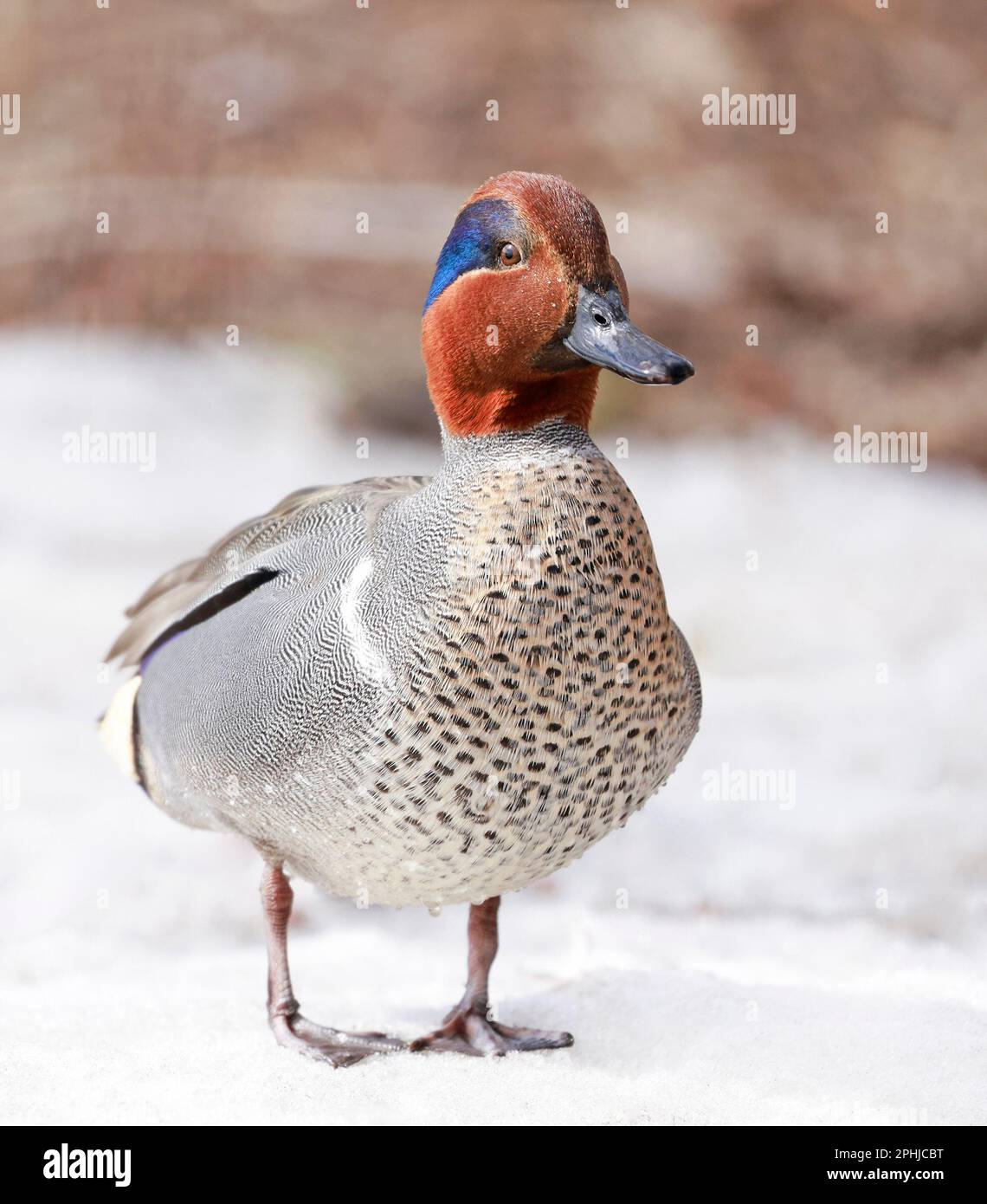 Green-winged Teal portrait, Quebec, Canada Stock Photo - Alamy
