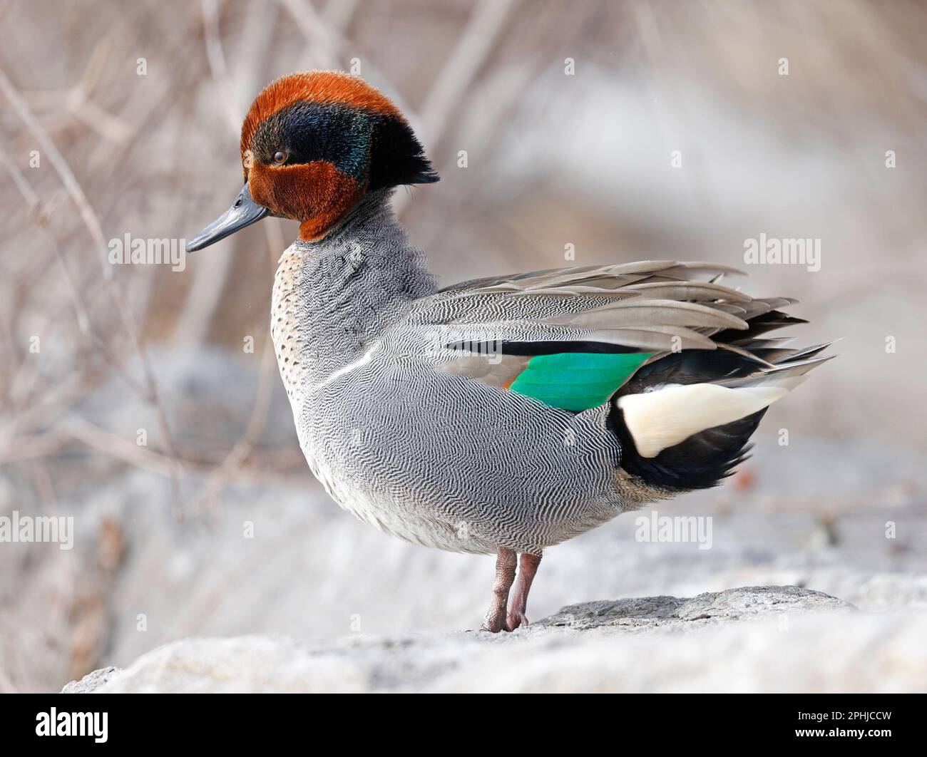 Green-winged Teal portrait, Quebec, Canada Stock Photo - Alamy