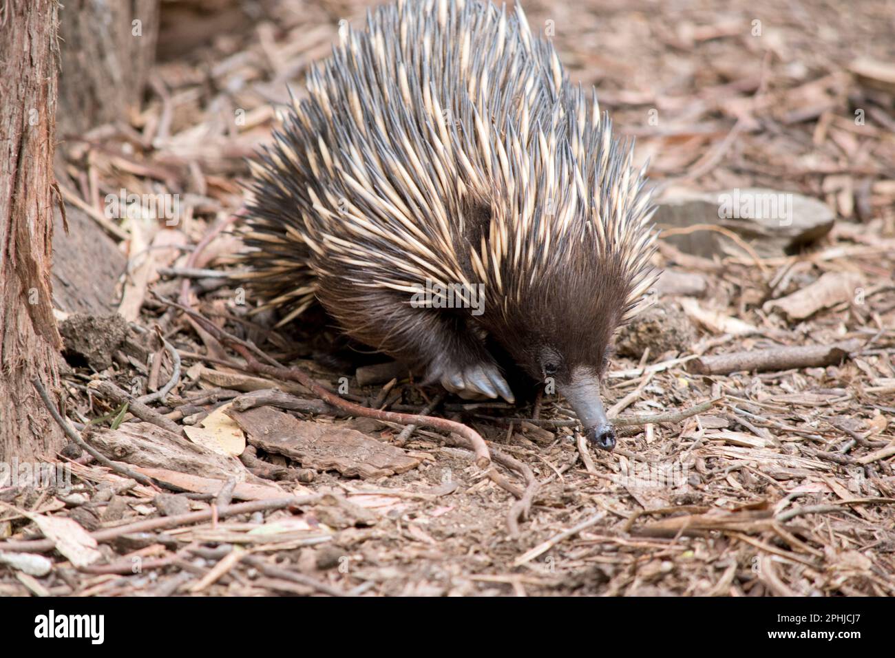 The echidna has spines like a porcupine, a beak like a bird, a pouch ...