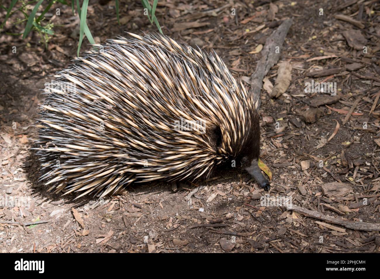 The echidna has spines like a porcupine, a beak like a bird, a pouch ...