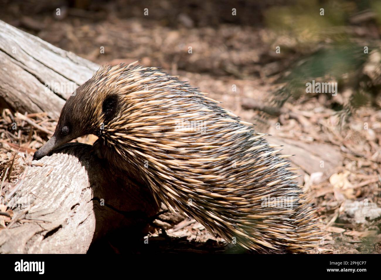 The echidna has spines like a porcupine, a beak like a bird, a pouch ...