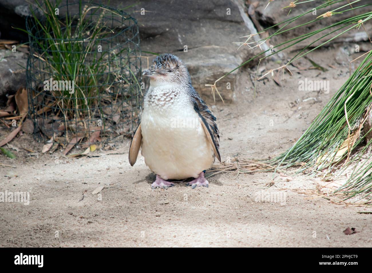 the fairy penguin is a black and white bird that cannot fly Stock Photo ...