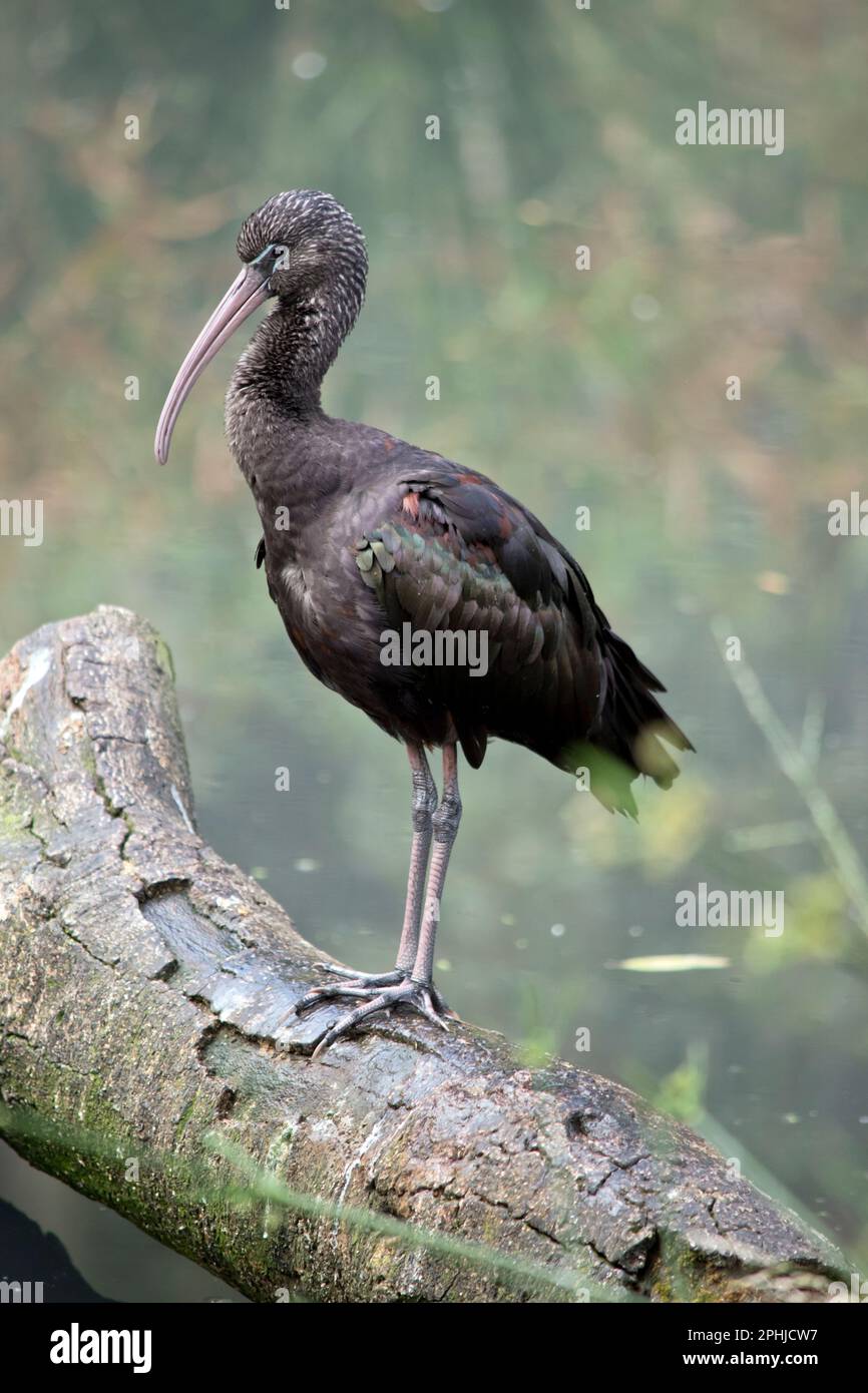 The Glossy Ibis has a distinctive long, downwards curved bill that is ...